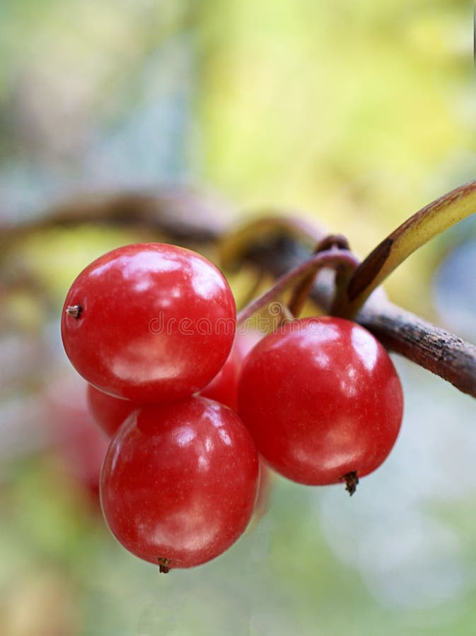 Baies Toxiques Photos Stock - Téléchargez 169 Photos libres de droits