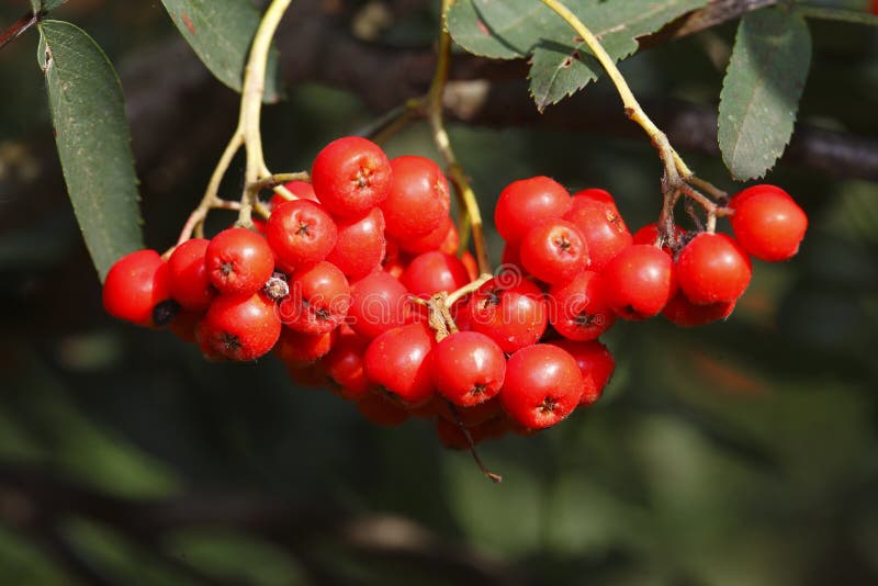 Baies Sauvages Rouges Photos Stock - Téléchargez 992 Photos libres de ...