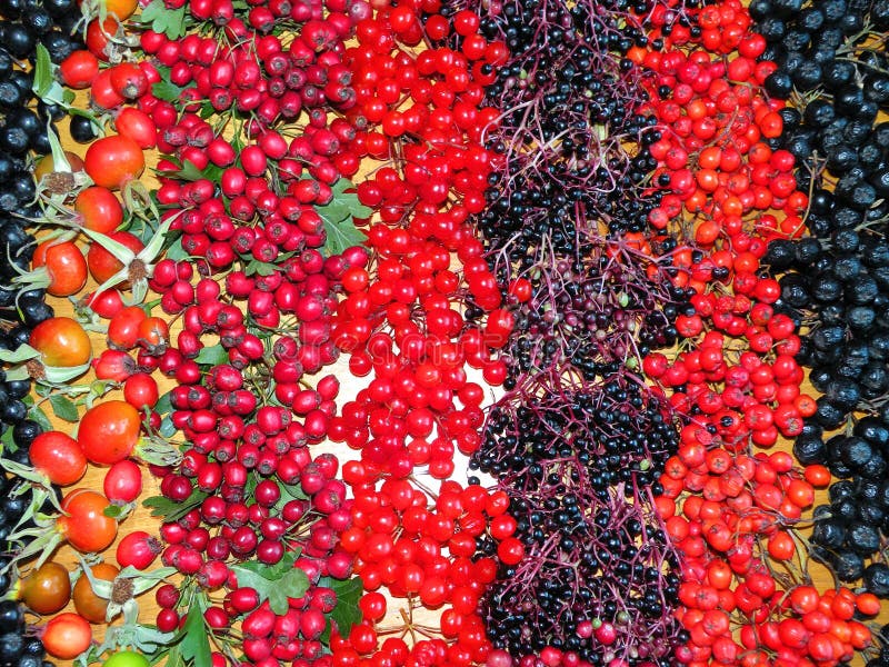 Baies Sauvages Rouges En Hiver Image stock - Image du flore, arbre ...