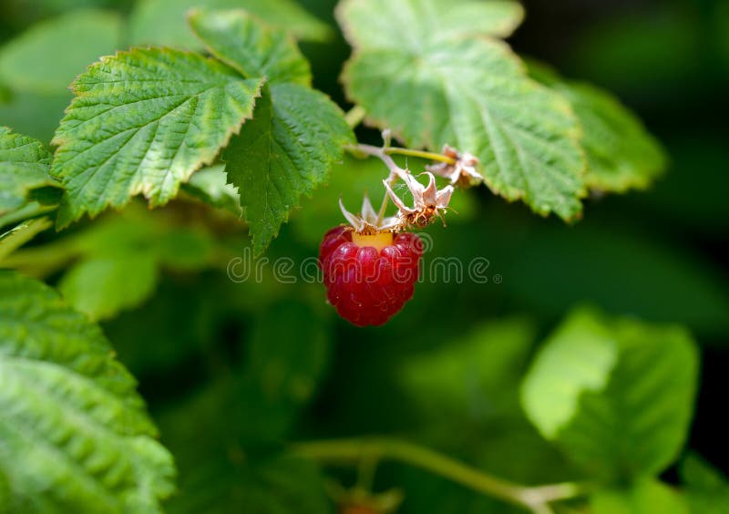Baies Sauvages De Fruit Rouge Naturel Photo stock - Image of framboise ...