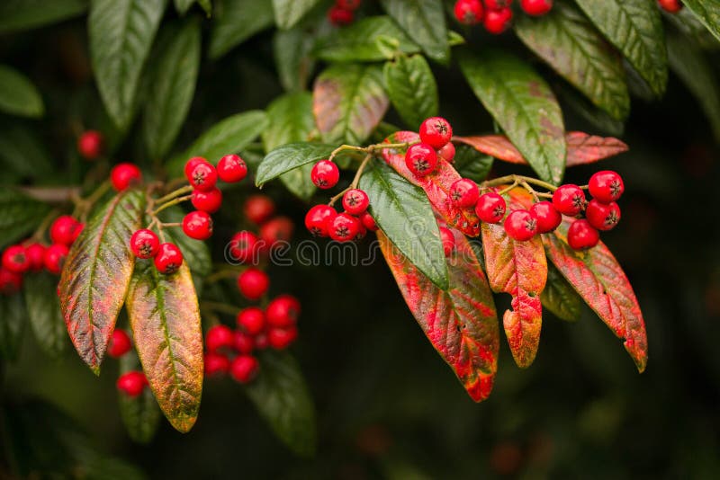 Baies Sauvages De Rouge De Pyracantha Photo stock - Image du fermer ...