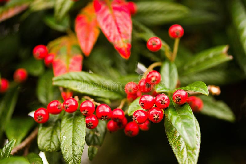 Baies Sauvages De Rouge De Pyracantha Photo stock - Image du fermer ...