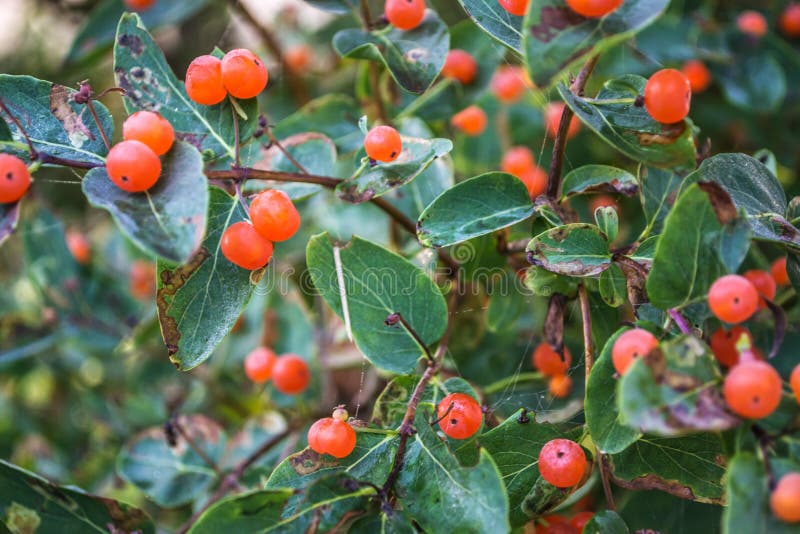 Baies Sauvages Oranges Dans Le Canada D'Ontario Image stock - Image du ...