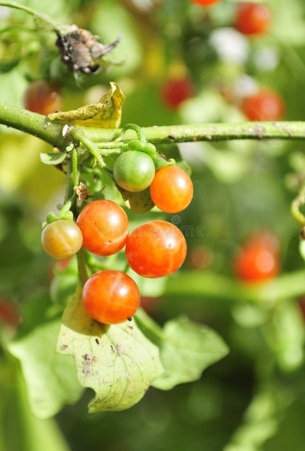 Baies sauvages rouges image stock. Image du sauvage, fruits - 13760075