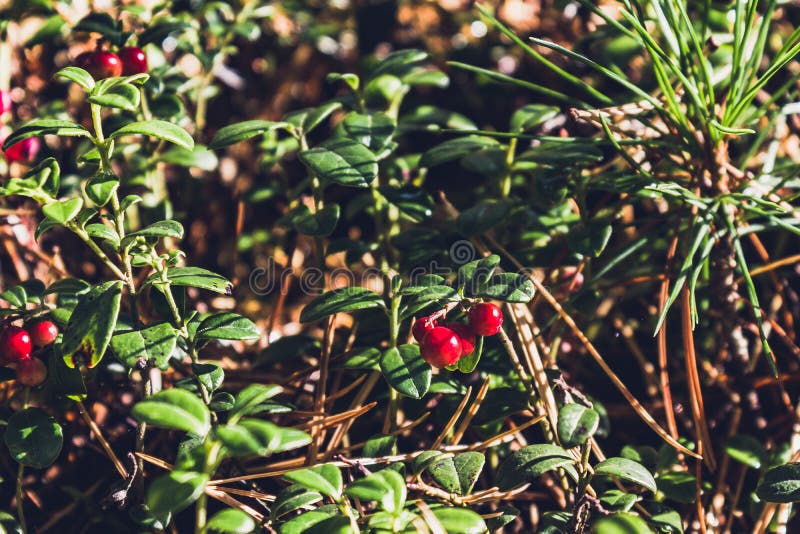 2,325 Photos de Baies Sauvages Rouges - Photos de stock gratuites et ...