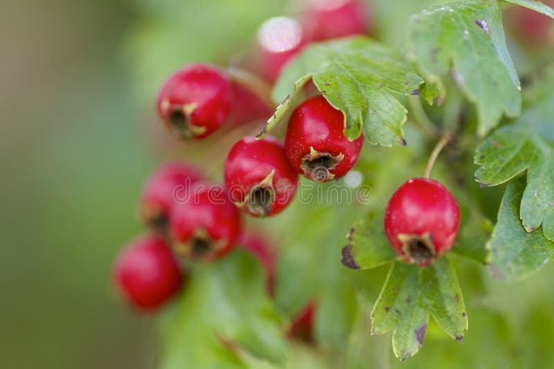 2,325 Photos de Baies Sauvages Rouges - Photos de stock gratuites et ...