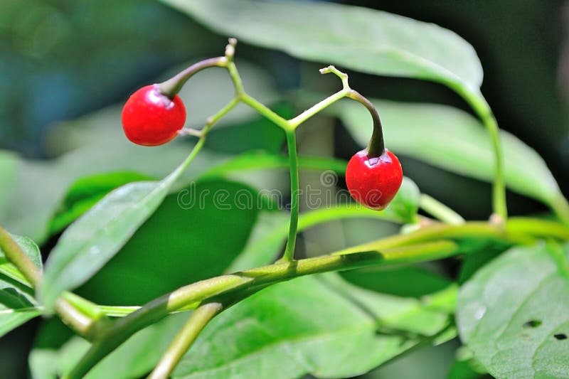 Baies Empoisonnées Du Mezereum Daphne Mezereum Image stock - Image du ...