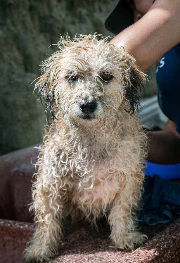 Baignade D'un Chien De Race Chapi Photo stock - Image du nature ...