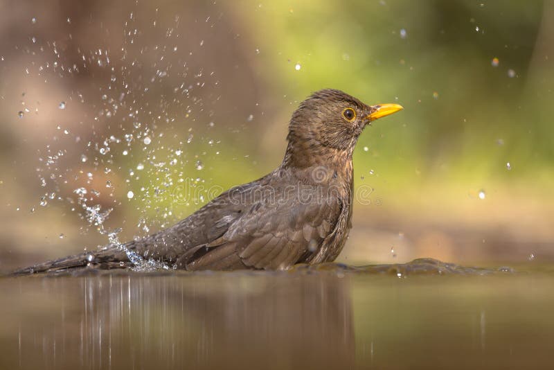 Merula Commun Femelle Brun Clair De Turdus De Merle Photo stock - Image ...