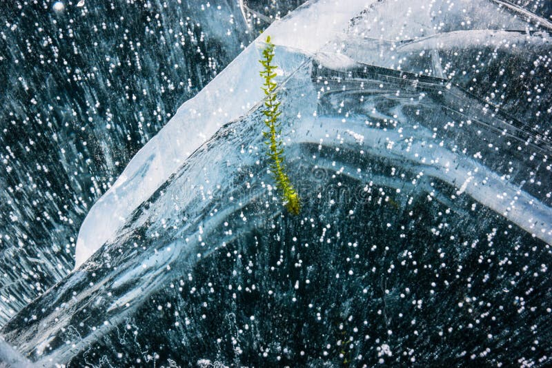 Baikal Ice with Frozen Algae. the Baikal Lake in Winter with a Surface ...