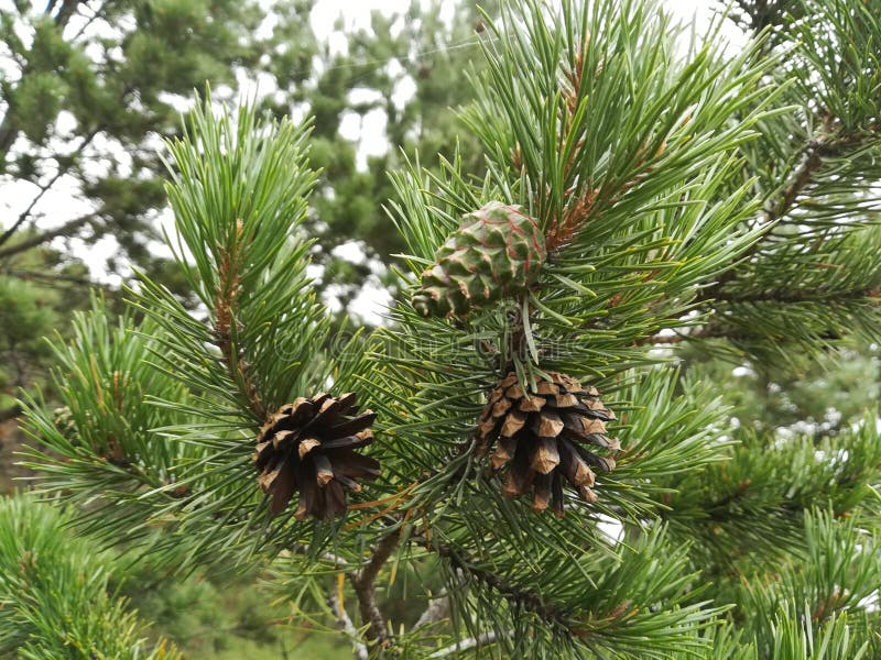 Baikal Siberia Nature Trees Pine Stock Image - Image of pine, siberia ...