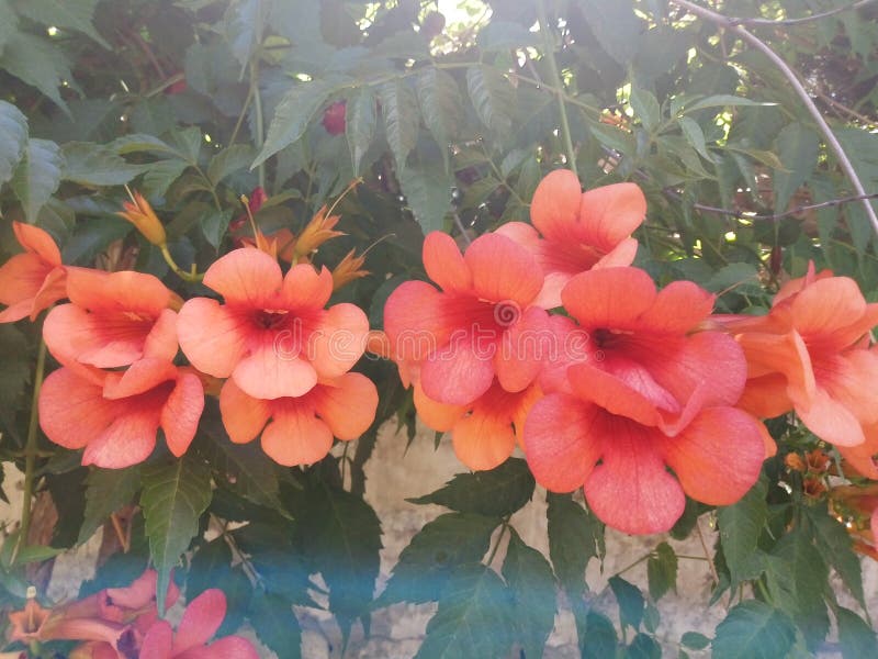 Pink bail flowers stock image. Image of purple, plant - 204263953