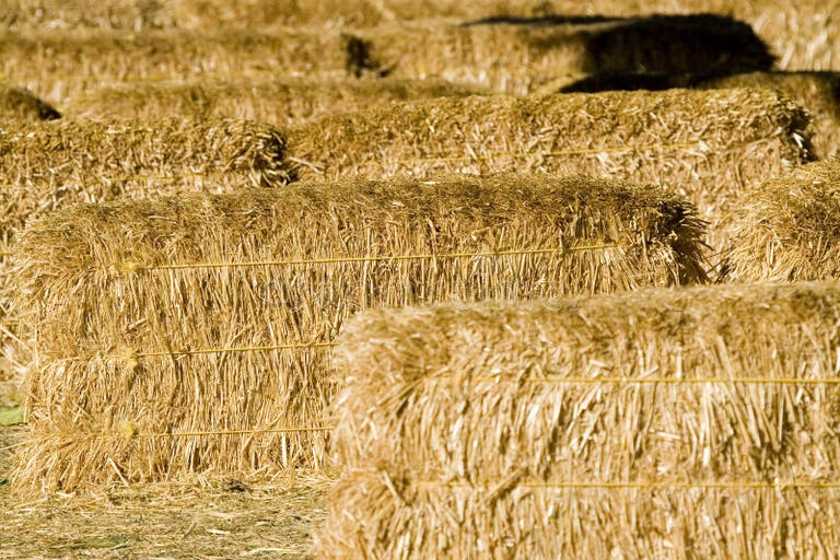 Bail me out stock image. Image of farm, food, barn, bail - 1643673
