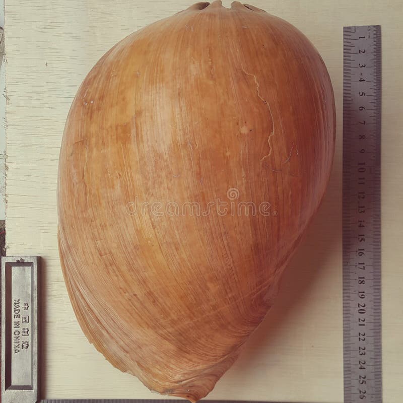 Bailer shell stock photo. Image of world, shell, bailer - 107970820