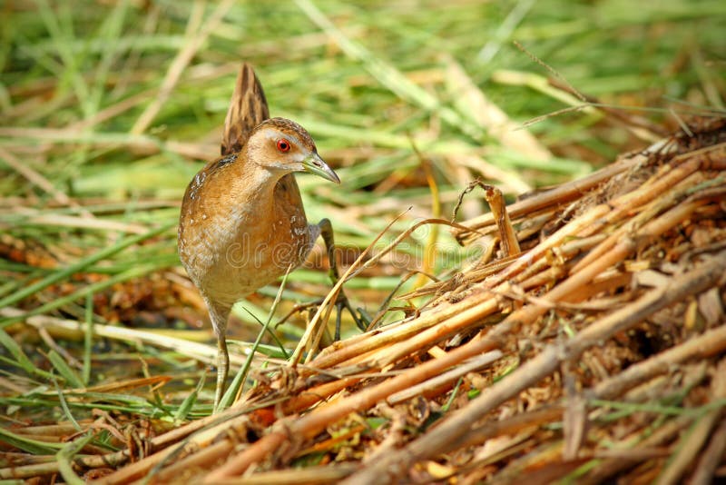 Baillon& X27;s Crake Bird from Thailands Stock Photo - Image of crake ...