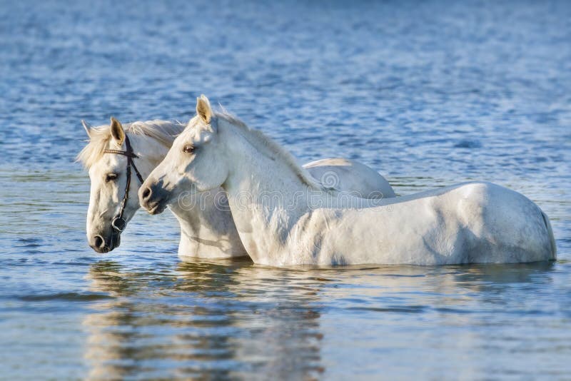 Cheval dans l'eau photo stock. Image du équestre, liberté - 101440896
