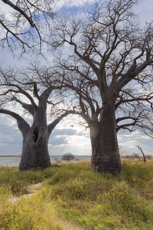 Baines Baobab trees stock photo. Image of kalahari, outdoor - 112599266