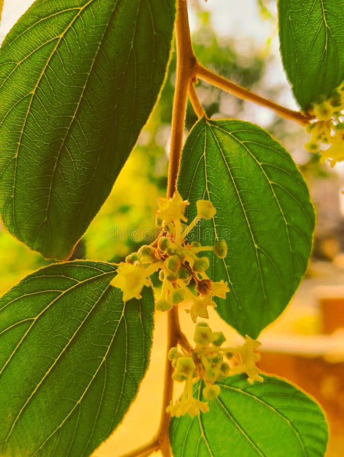 Yellow Colour of Rambutan Fruit at the Garden Stock Image - Image of ...