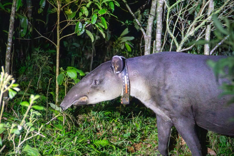 A Baird S Tapir in Rio Celeste, Costa Rica Stock Image - Image of rain ...