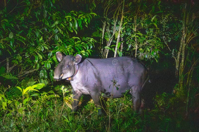 A Baird S Tapir in Rio Celeste, Costa Rica Stock Image - Image of rica ...