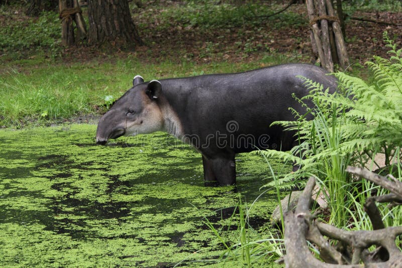 Tapir mating stock photo. Image of andalucia, male, coupled - 43967712