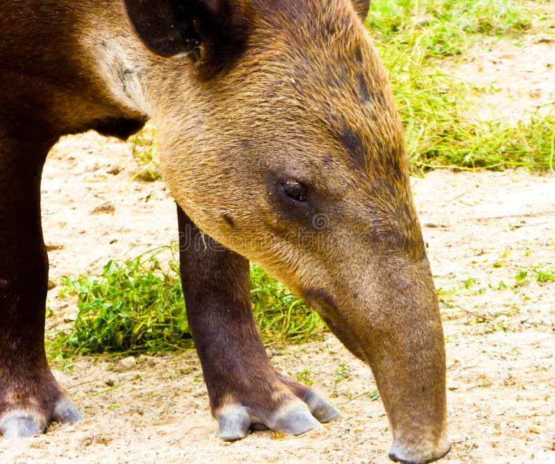 El Tapir De Baird Que Descansa En El Parque Animal Salvaje De Shangai ...