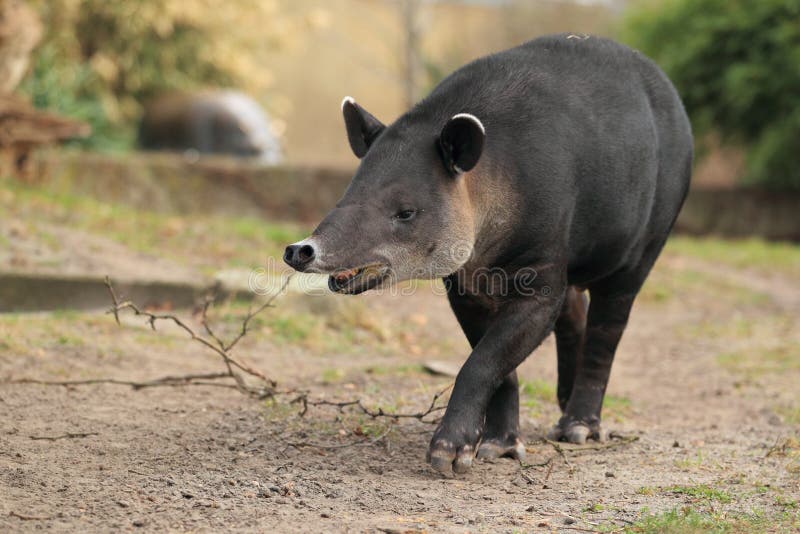 Bairds Tapir stockfoto. Bild von tier, säugetier, berlin - 24043536