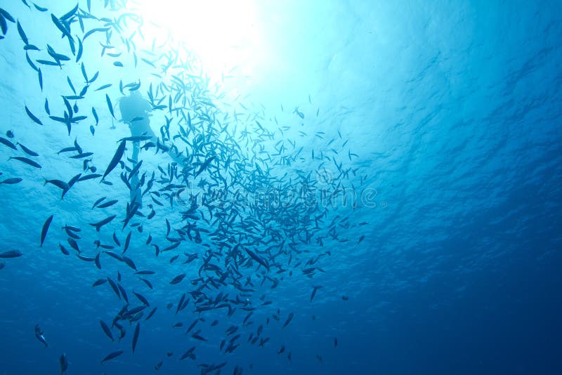 Bait Ball stock image. Image of fish, kona, ball, ocean - 22108479