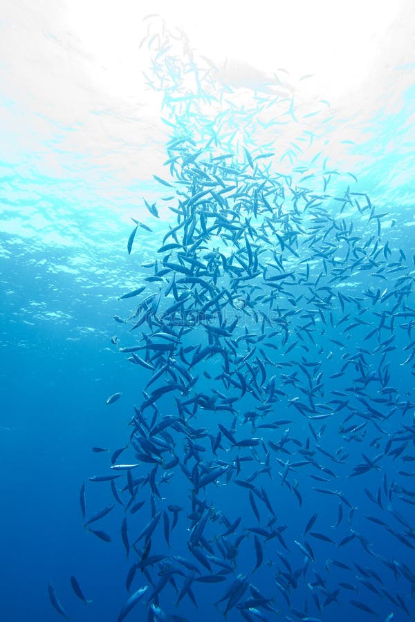 Opelu Fish Stock Photos - Free & Royalty-Free Stock Photos from Dreamstime