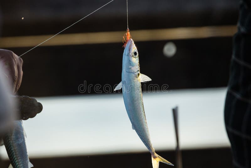 Bait Fish on a Hook Used for Fishing in the Ocean Stock Photo - Image ...