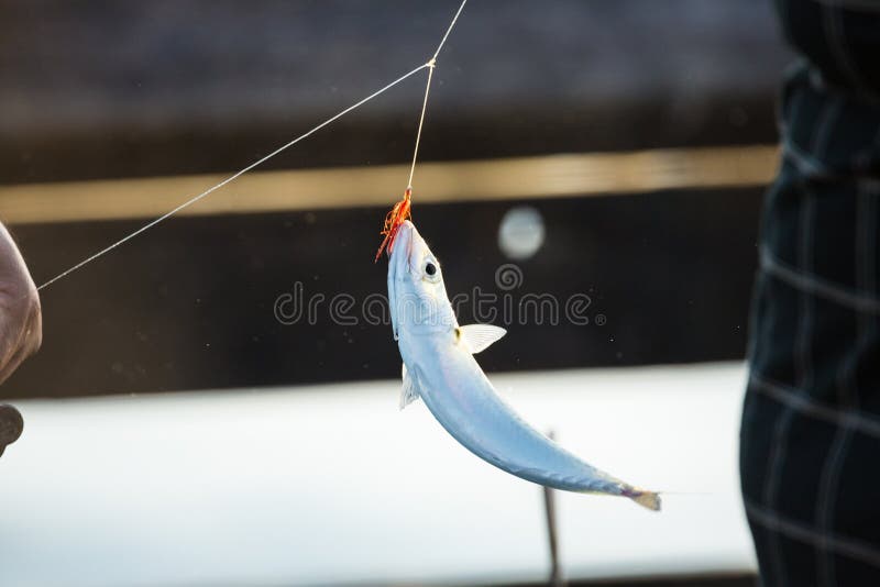 Bait Fish on a Hook Used for Fishing in the Ocean Stock Image - Image ...