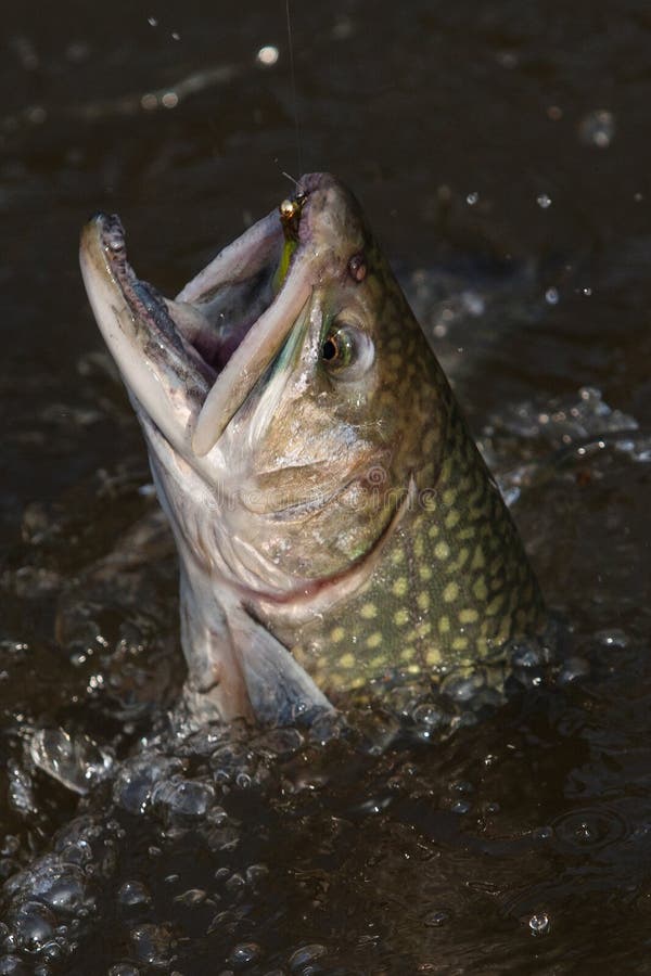 Bait stock image. Image of animals, lake, pond, fishing - 52691589