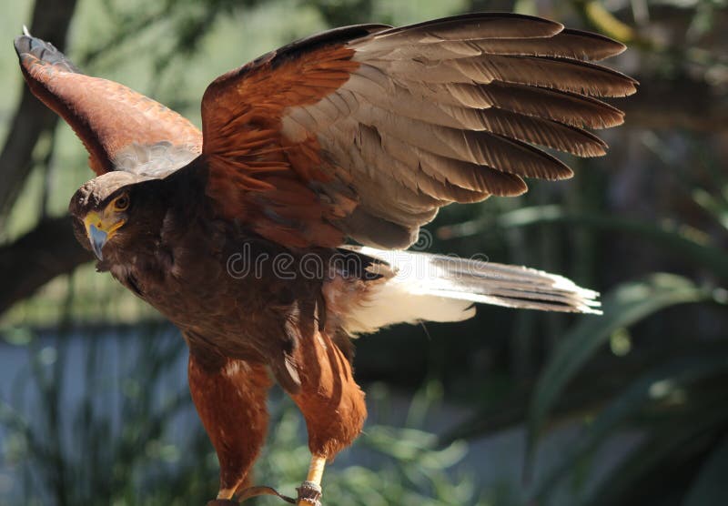 Baiting Hawk Stock Photos - Free & Royalty-Free Stock Photos from ...