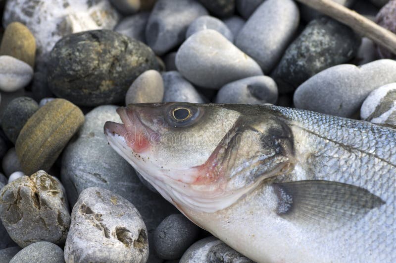 Baixo de mar foto de stock. Imagem de oceano, fresco - 17745718