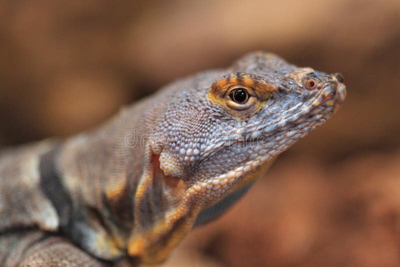 Baja blue rock lizard stock image. Image of animal, nature - 26090507