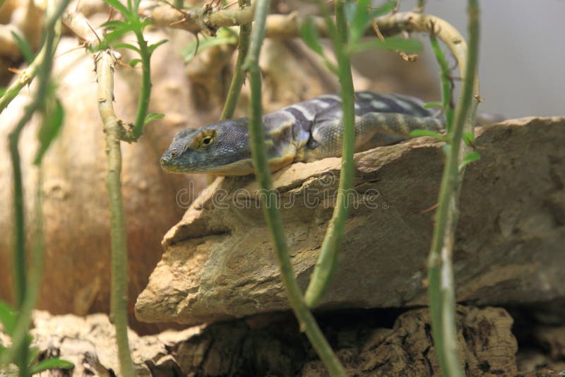 Baja blue rock lizard stock image. Image of diurnal, adult - 46969631