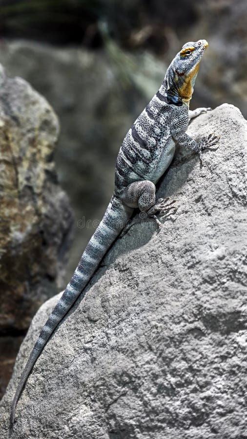 Baja blue rock lizard 1 stock image. Image of nice, portrait - 111245501