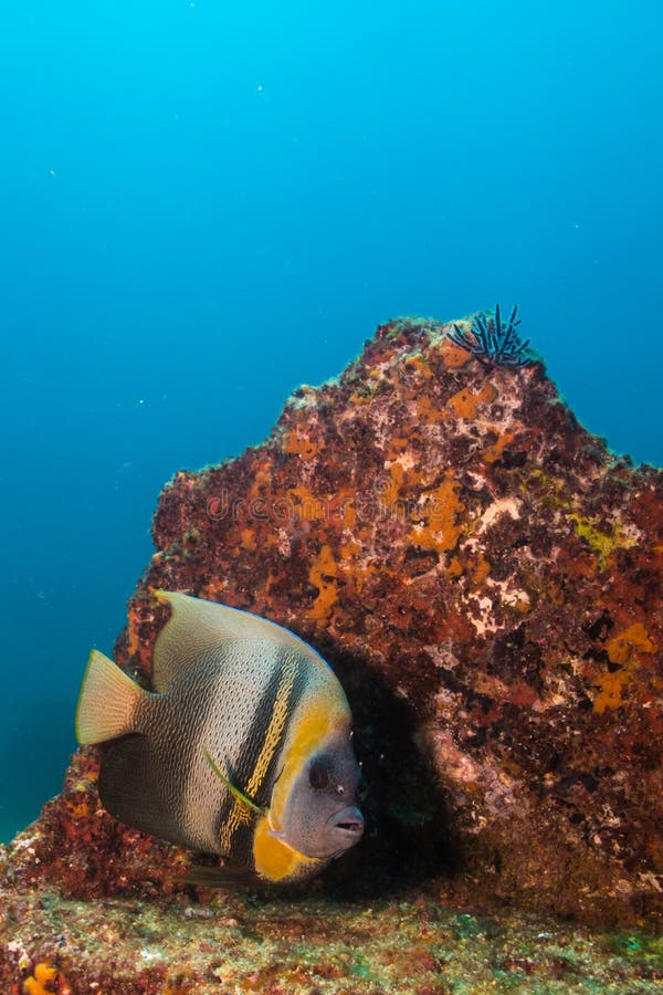 Baja Reef stock image. Image of great, groups, alive - 31575465