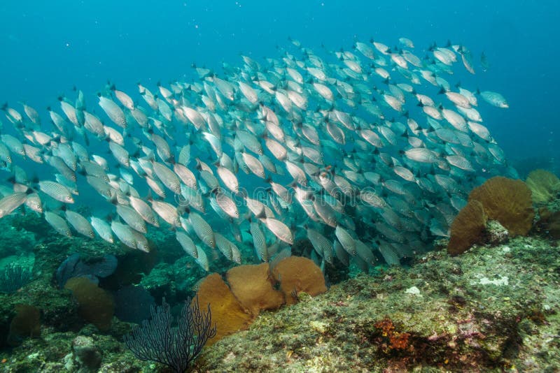 Baja Reef stock image. Image of north, cortez, gorgonian - 31575937