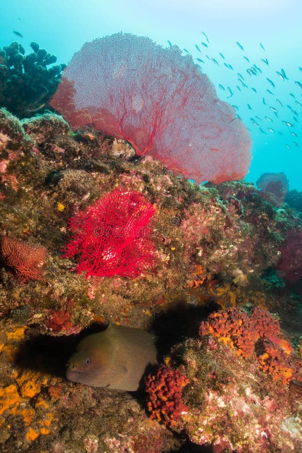 Baja Reef stock photo. Image of desert, cortez, fish - 31578052