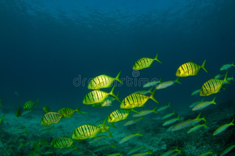 Baja Reef stock image. Image of preserved, moray, baja - 38563581