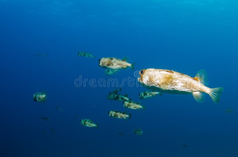 Baja Reef stock photo. Image of people, north, heritage - 38578888
