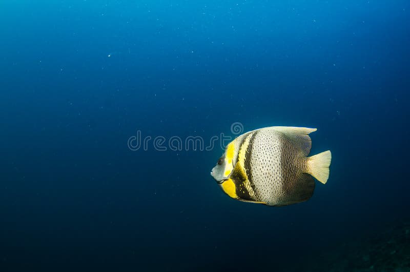 Baja Reef stock image. Image of heritage, preserved, marine - 38585129