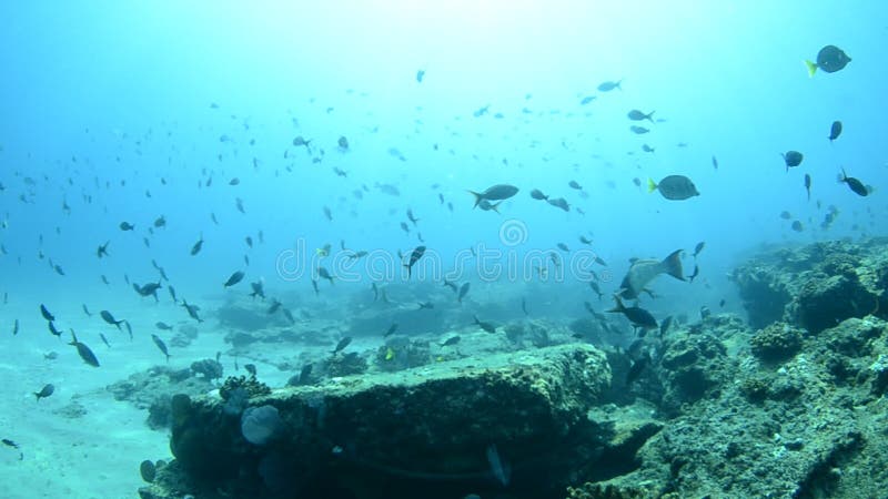 Baja Reef stock video footage. Video of gulf, lightingno - 38663105