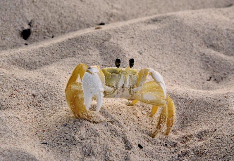 Bajan Yellow Crab stock photo. Image of anthropod, eyes - 86110298