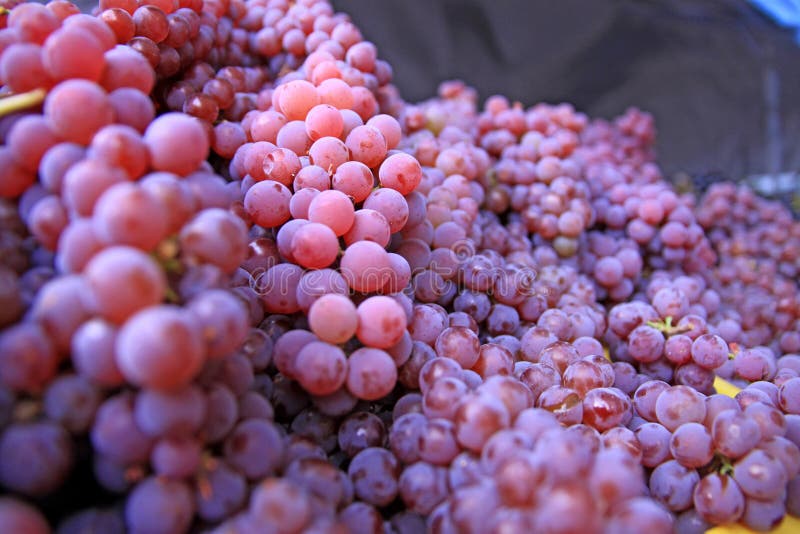 Bak Van Rode En Groene Druiven Stock Afbeelding - Image of duits, zuren ...