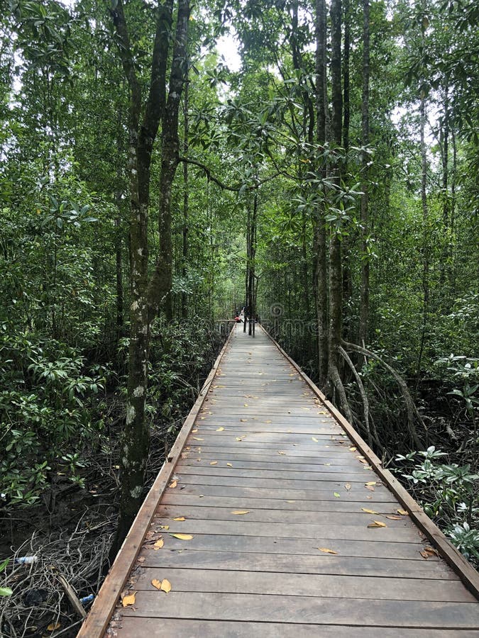 Jogging track stock image. Image of track, forest, jogging - 221401697