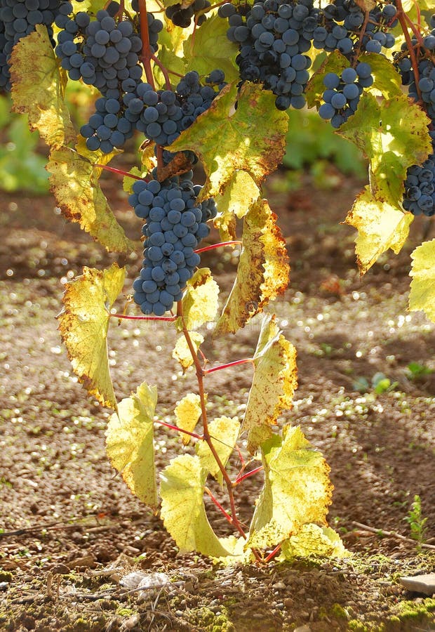 Ump-druvor arkivfoto. Bild av regon, falla, blad, färg - 25792282