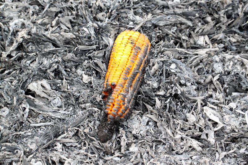 Baked Corn Ash Stock Photos - Free & Royalty-Free Stock Photos from ...