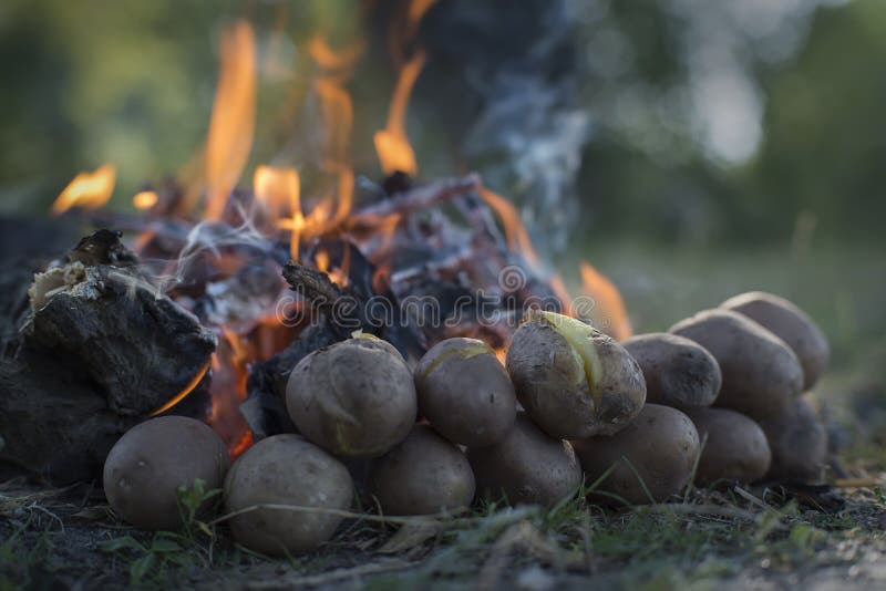 Baked Potatoes Near a Burning Forest Fire Stock Photo - Image of ...
